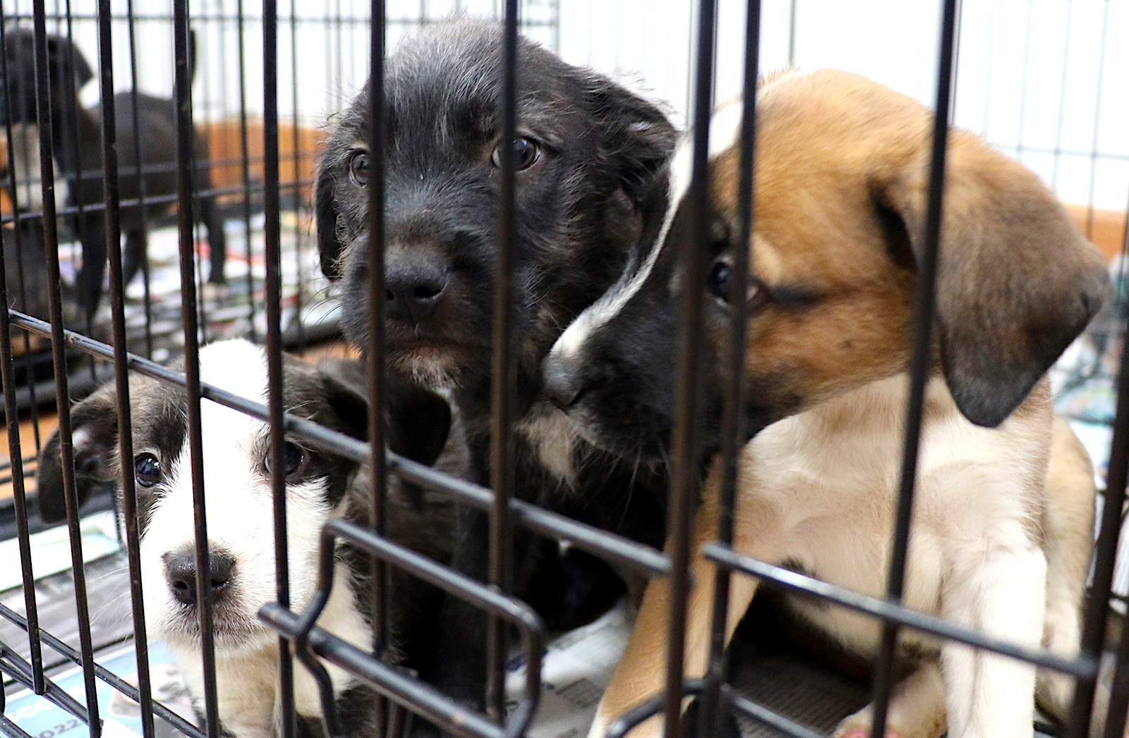 Para el 2023: la nueva etapa del Albergue de Animales de Ponce