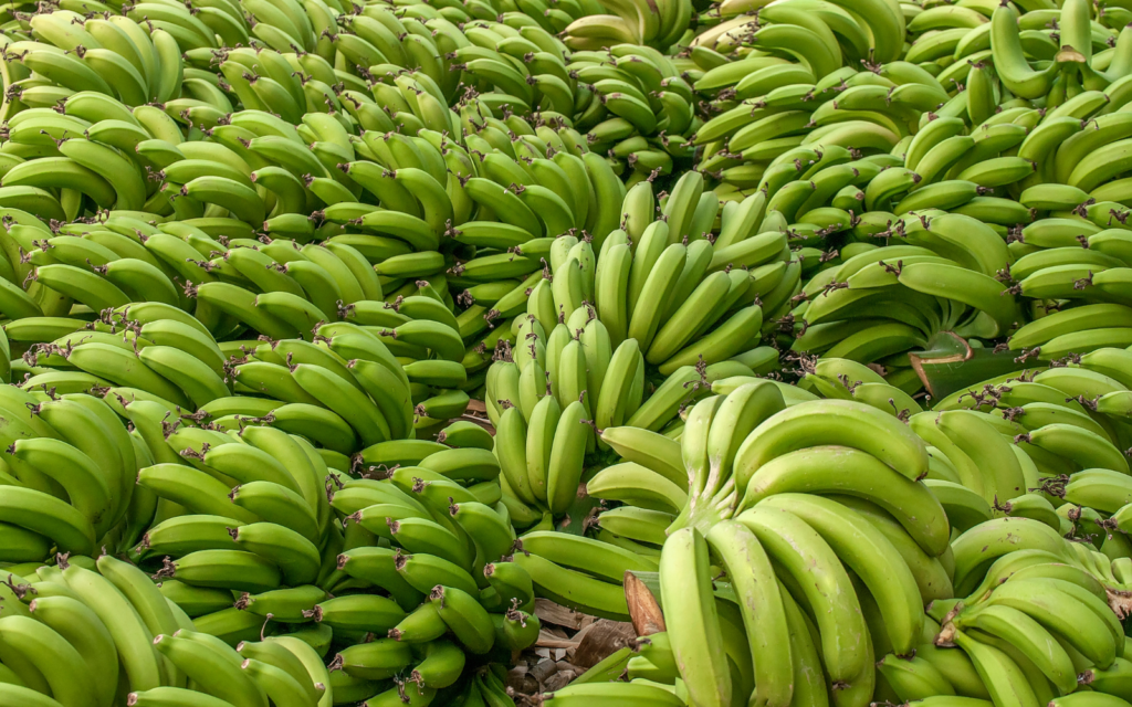 Agricultura decomisa 500 mil guineos con plaga procedentes de Costa Rica