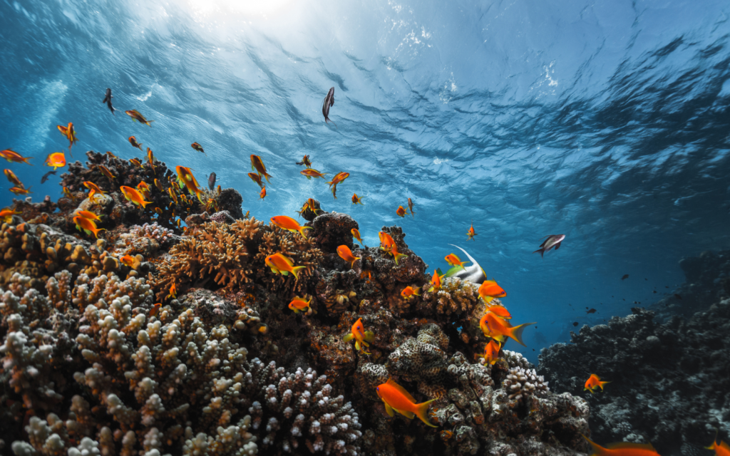 En riesgo los ecosistemas costeros por el calentamiento global